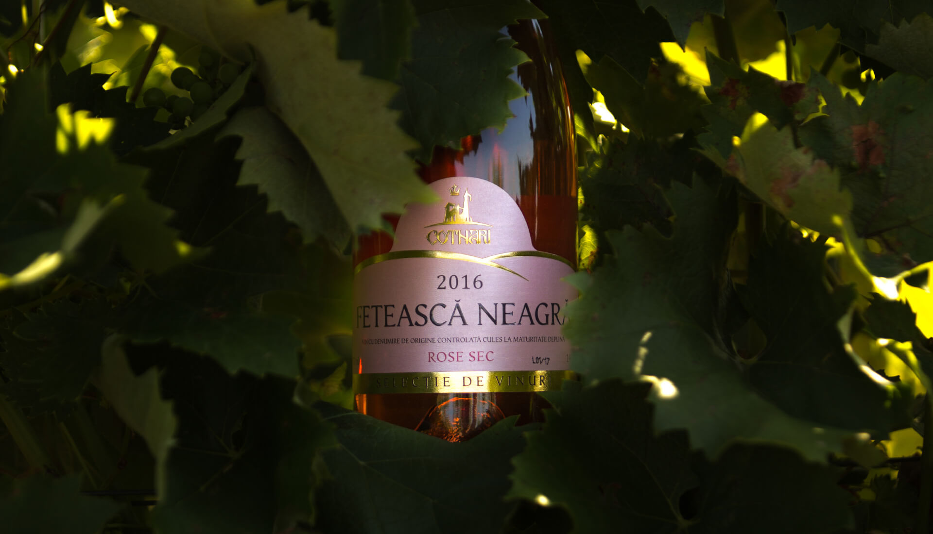 bg-selectii-feteasca-neagra-cotnari - Vinul de Cotnari, cel mai bun vin ...