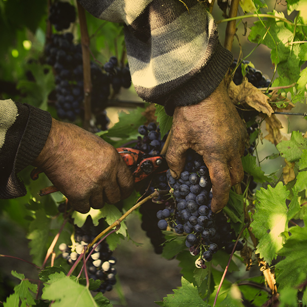 podgorie-cotnari - Vinul de Cotnari, cel mai bun vin romanesc