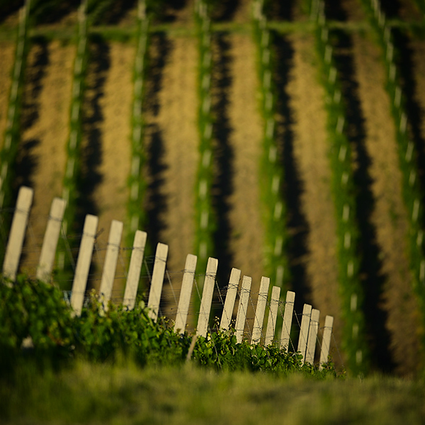 podgorie-cotnari - Vinul de Cotnari, cel mai bun vin romanesc