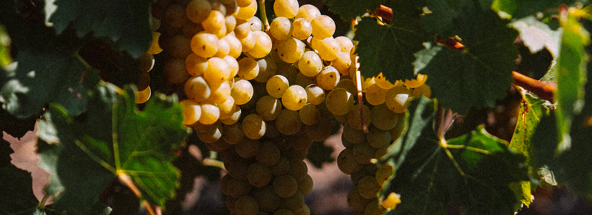 CLASSIC RANGE - Cotnari Wine, The best romanian wine