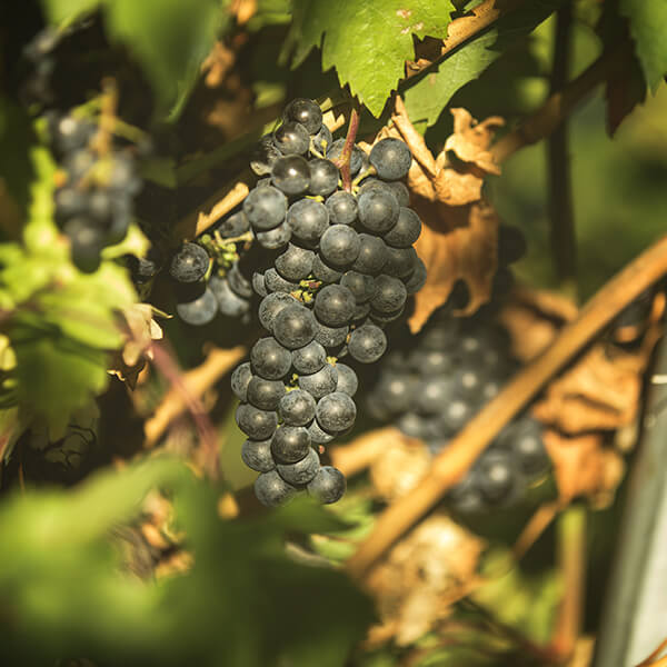 podgorie-cotnari-1-1 - Cotnari Wine, The best romanian wine